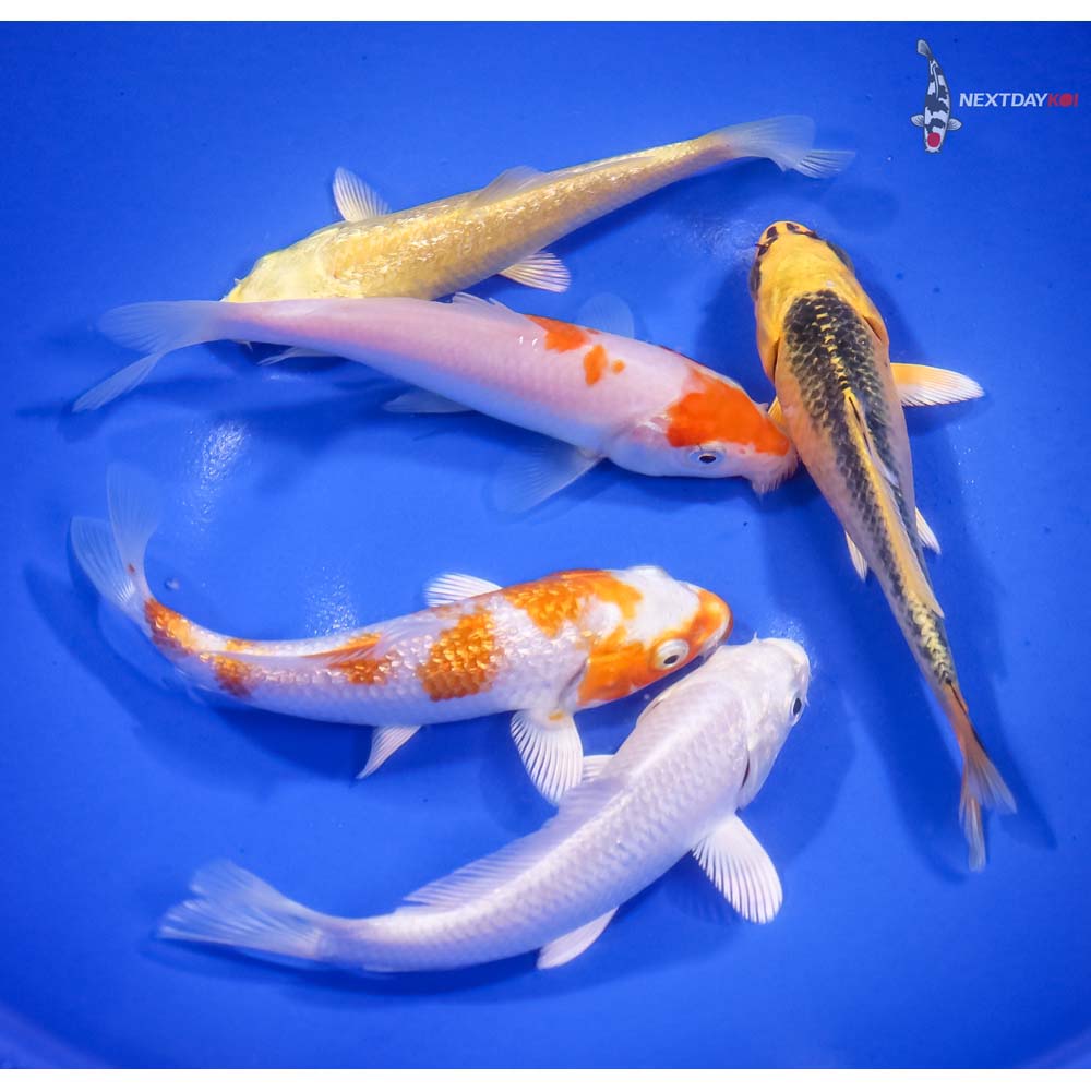 Lot of (5) 4-5” Assorted Koi | Koi Fish For Sale
