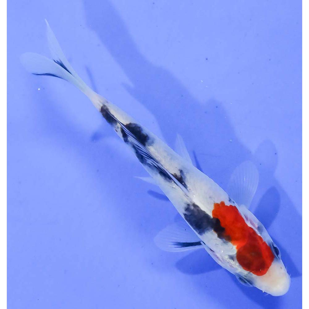 4” Imported Showa | Koi Fish For Sale
