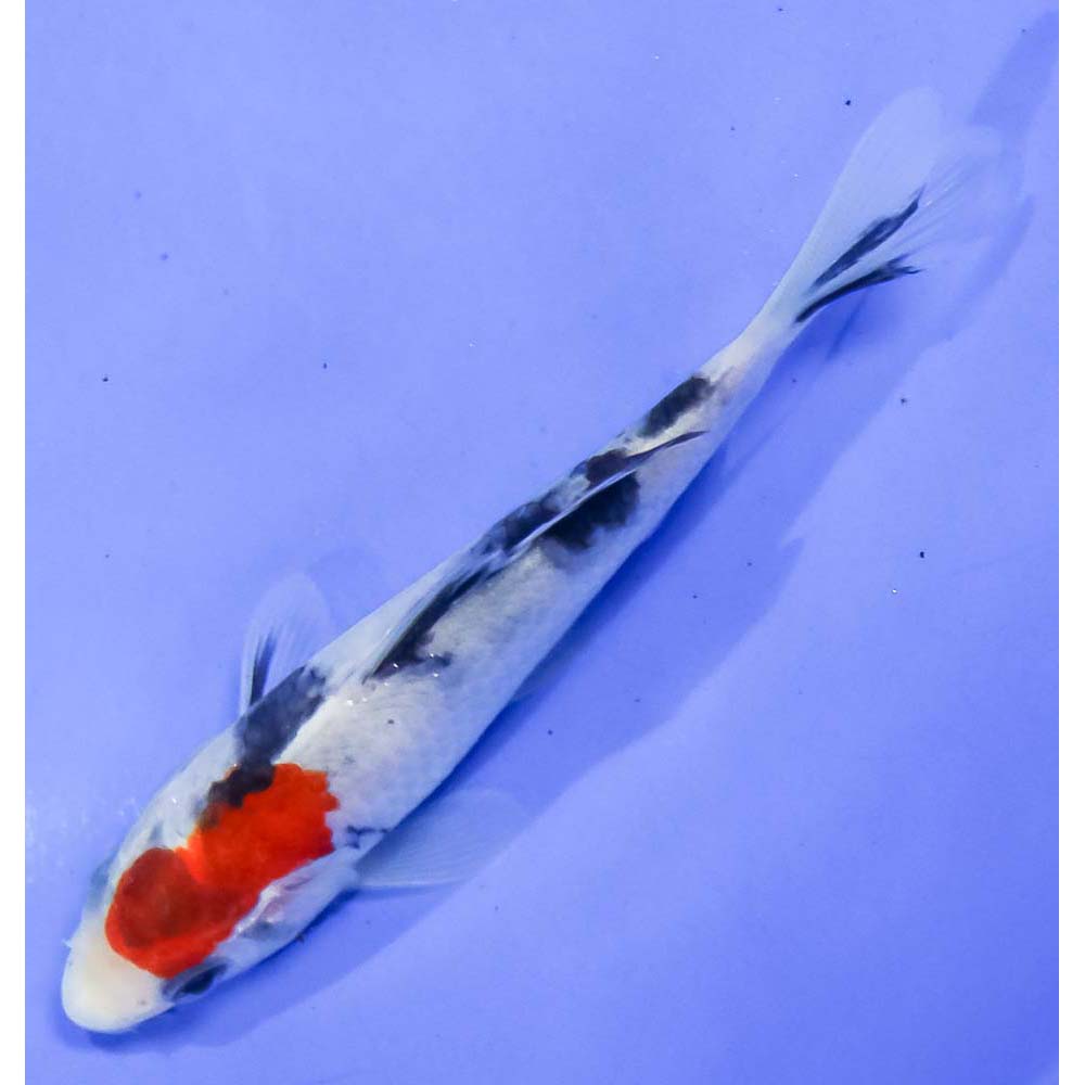 4” Imported Showa | Koi Fish For Sale