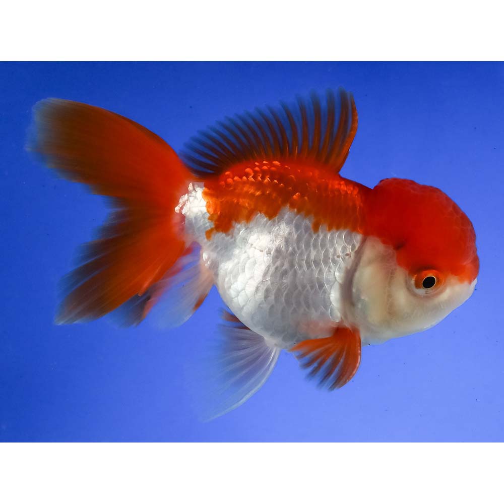 4” Imported Male Red and White Oranda | Koi Fish For Sale