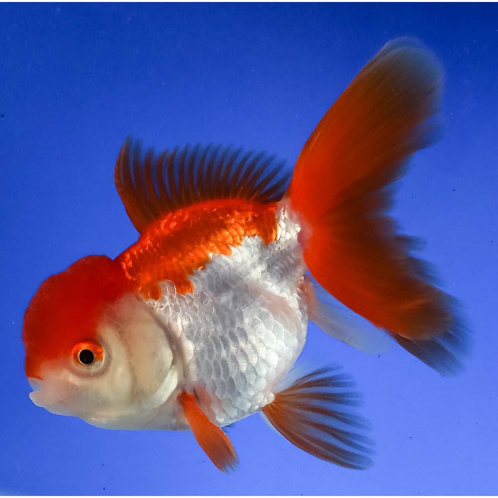 4” Imported Male Red and White Oranda | Koi Fish For Sale