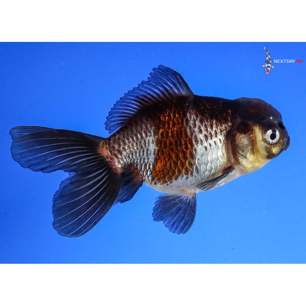4” Imported Male Tri Color Panda Oranda | Koi Fish For Sale