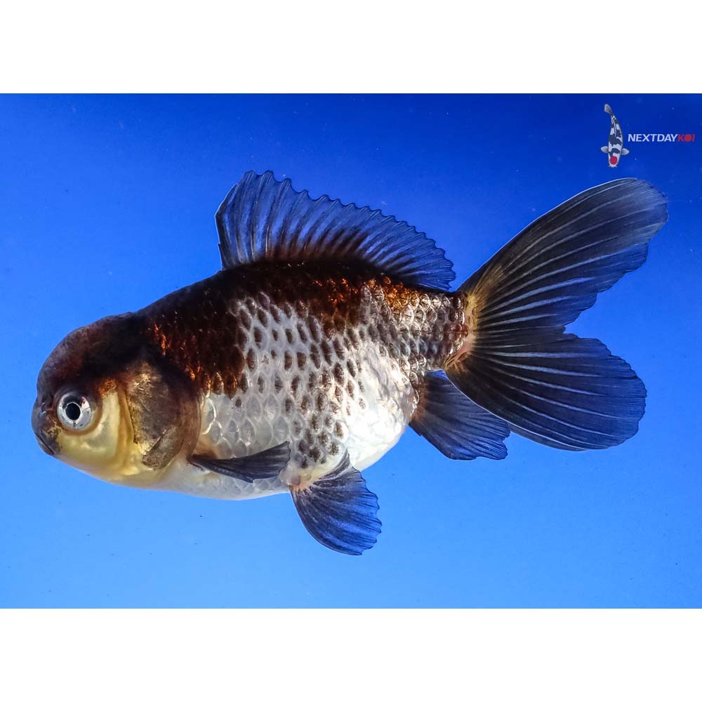 4” Imported Male Tri Color Panda Oranda | Koi Fish For Sale