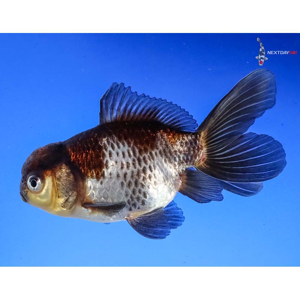 4” Imported Male Tri Color Panda Oranda | Koi Fish For Sale