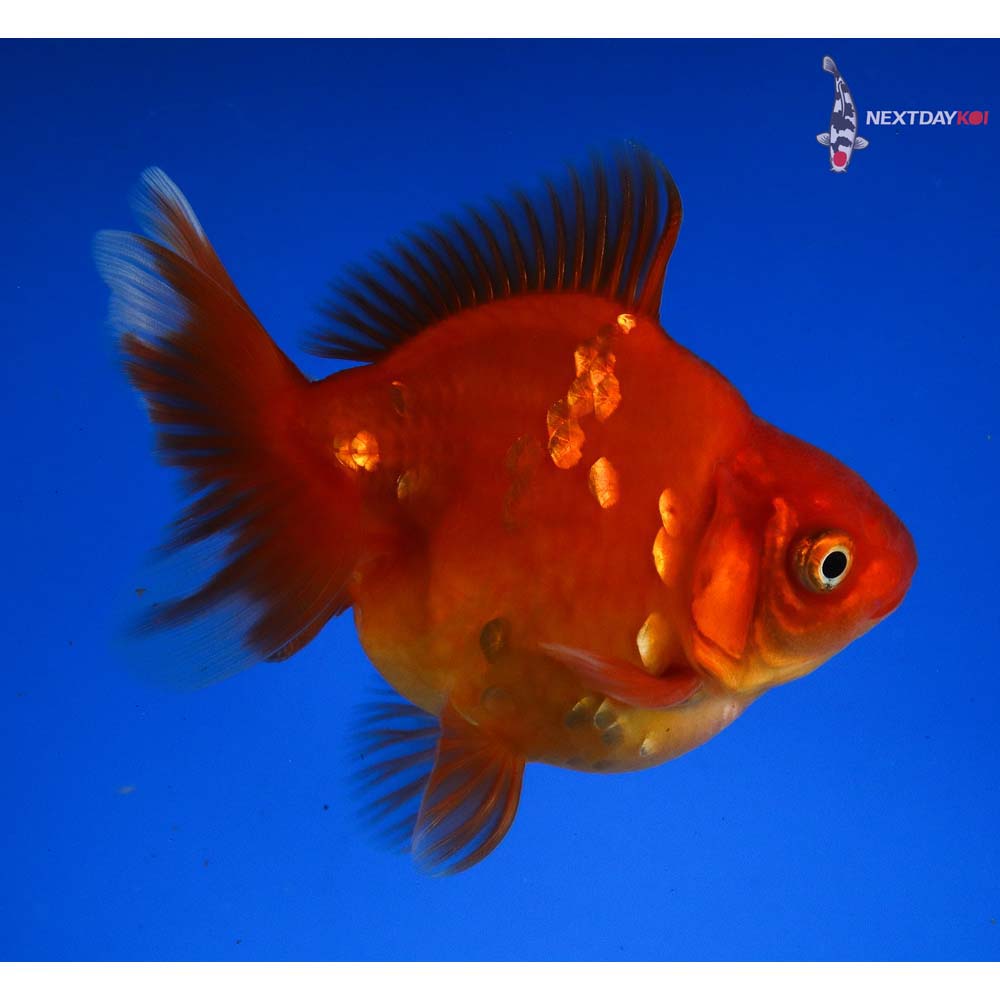 4” Imported Red Ryukin | Koi Fish For Sale