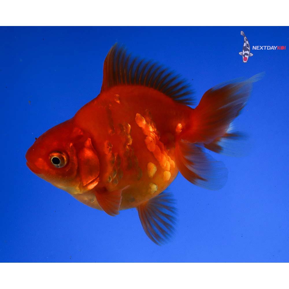 4” Imported Red Ryukin | Koi Fish For Sale