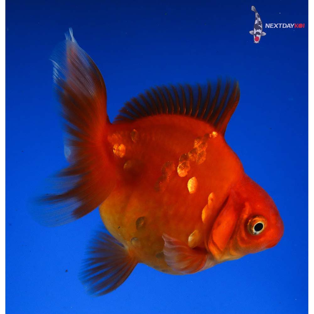 4” Imported Red Ryukin | Koi Fish For Sale