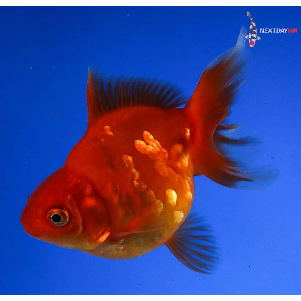 4” Imported Red Ryukin | Koi Fish For Sale