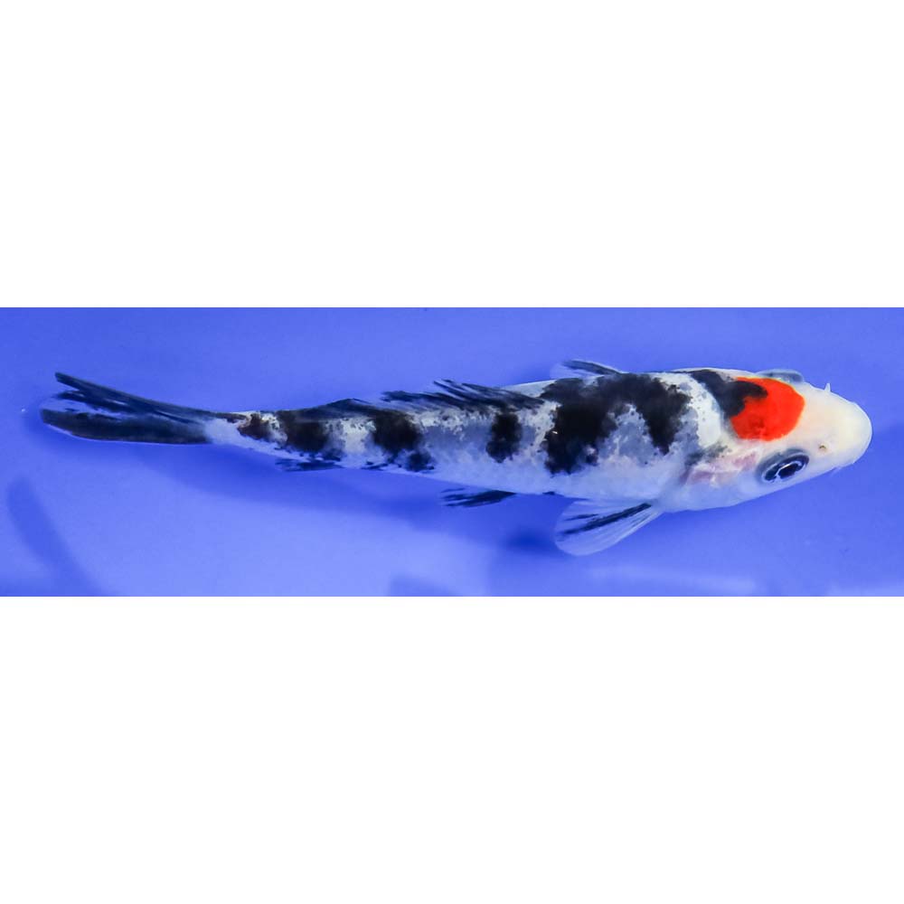 3.5” Imported Tancho Sanke | Koi Fish For Sale