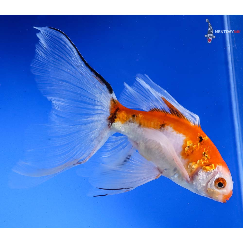 6” Imported Bristol Shubunkin | Koi Fish For Sale