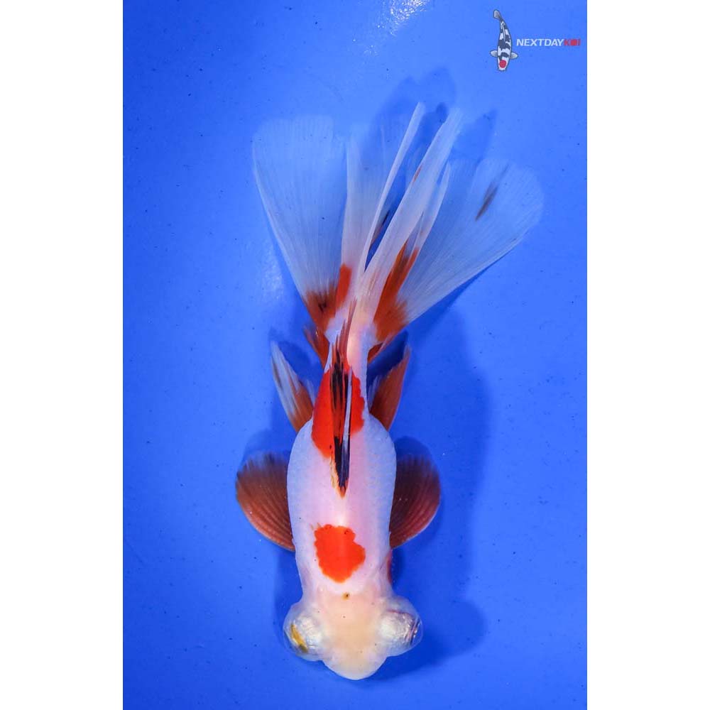 5” Imported Male Tri Color Butterfly Tail | Koi Fish For Sale