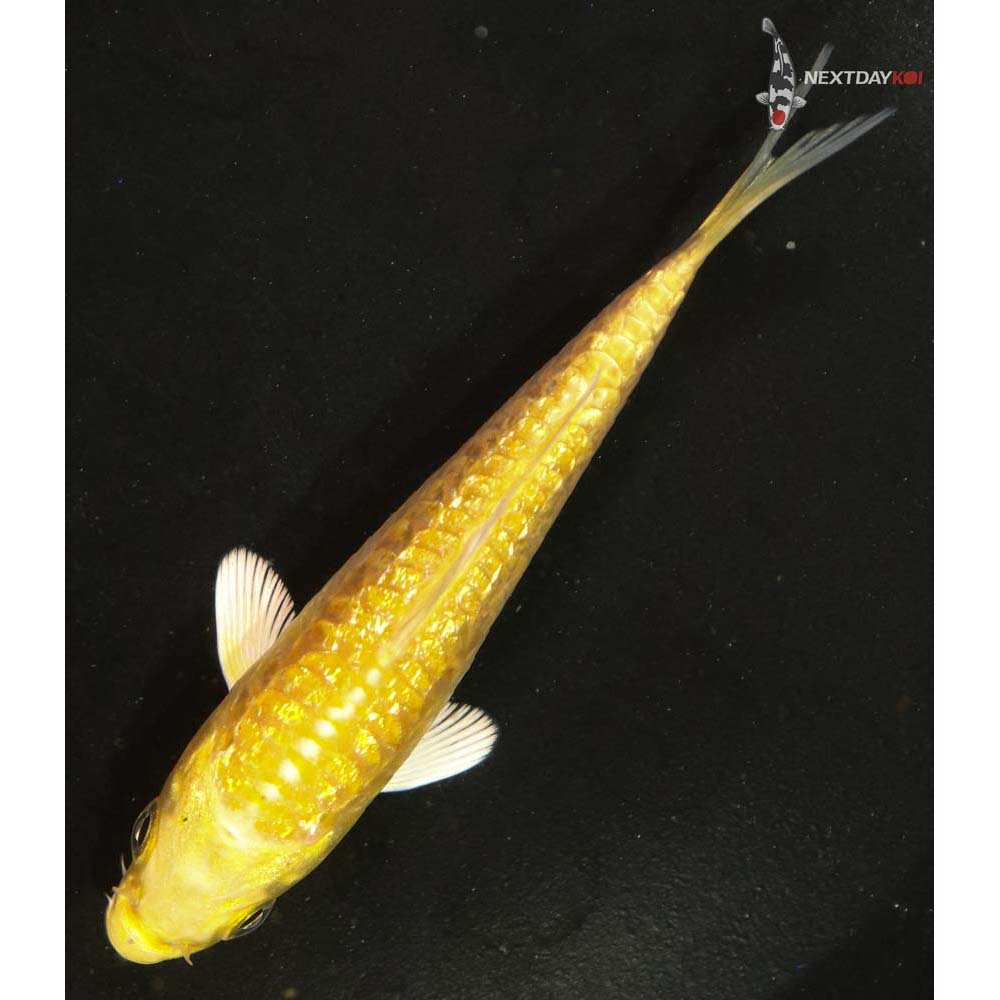 3.5” Imported Doitsu Gin Rin Yamabuki Ogon | Koi Fish For Sale