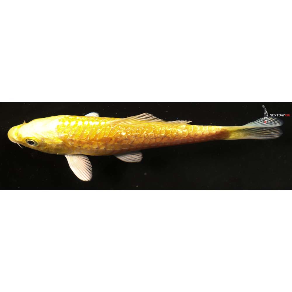 3.5” Imported Doitsu Gin Rin Yamabuki Ogon | Koi Fish For Sale