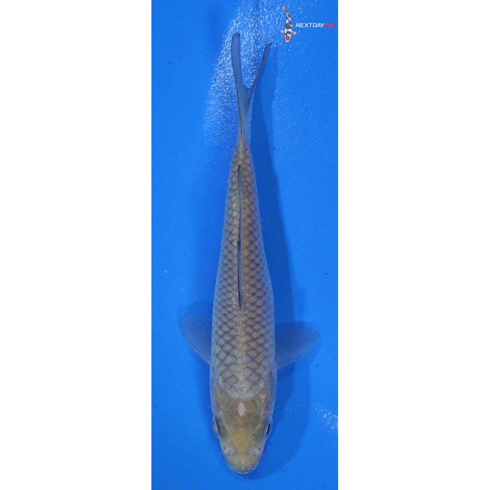 4” Imported Soragoi | Koi Fish For Sale