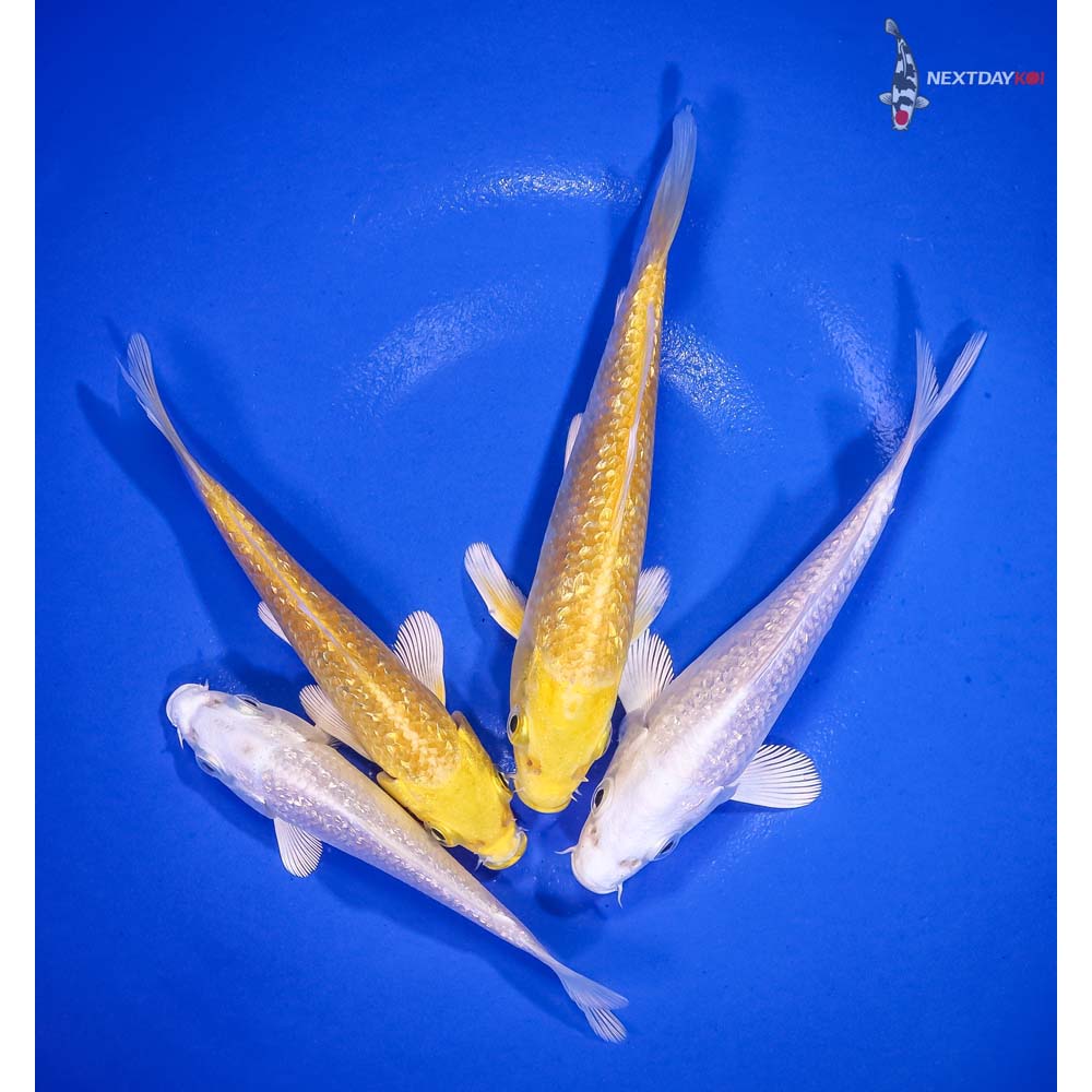 Lot of (4) 4-5” Imported Sunshine Koi Mix | Koi Fish For Sale