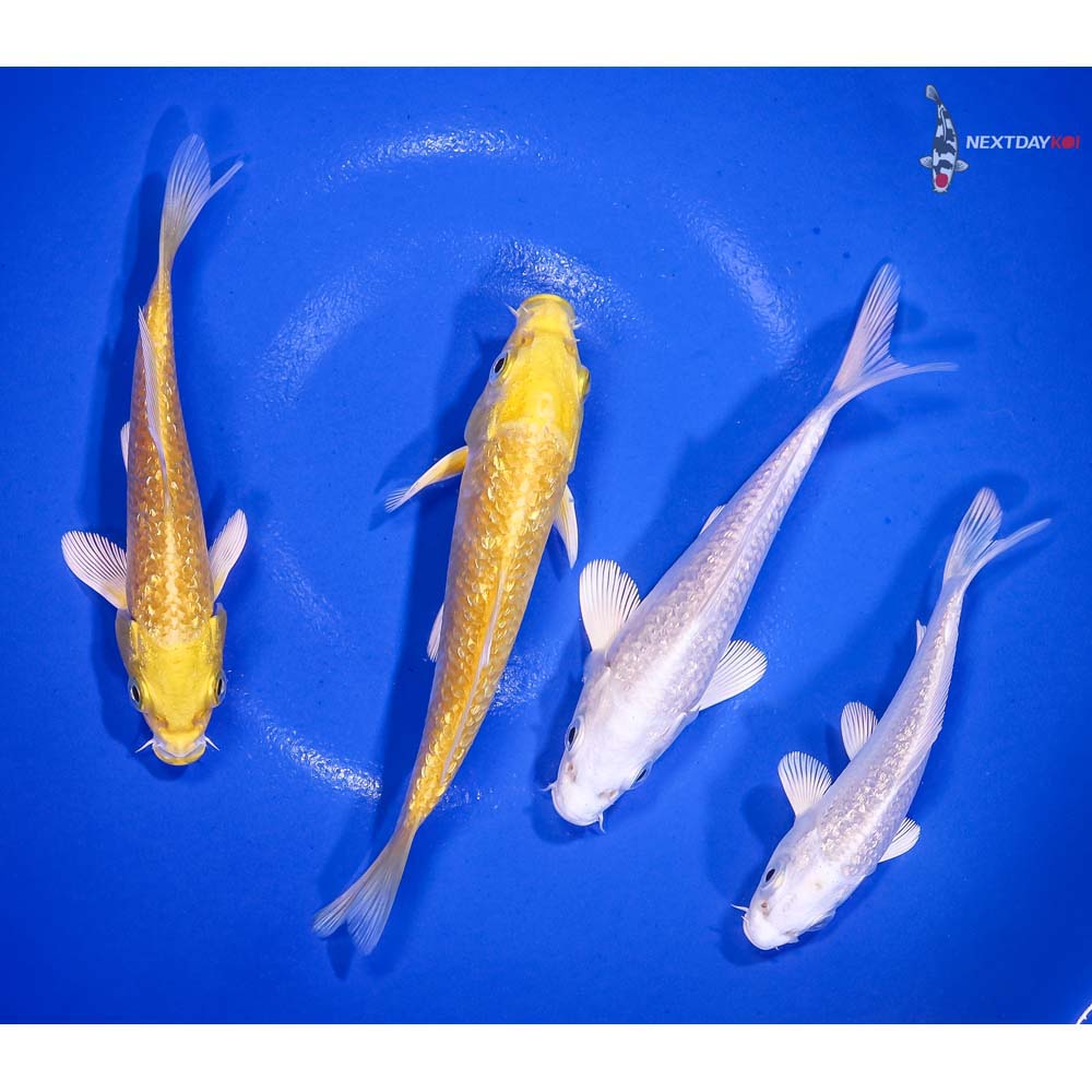 Lot of (4) 4-5” Imported Sunshine Koi Mix | Koi Fish For Sale