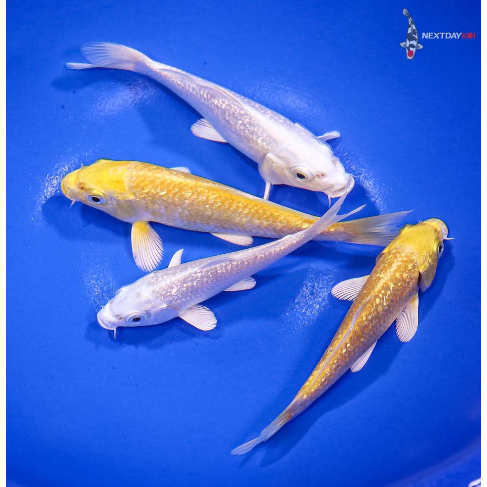 Lot of (4) 4-5” Imported Sunshine Koi Mix | Koi Fish For Sale