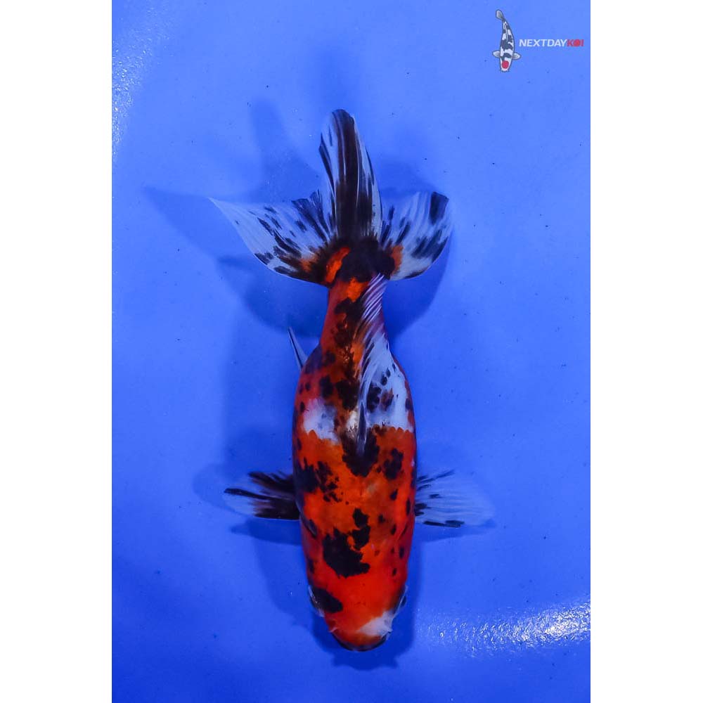 4” Imported Calico Wakin | Koi Fish For Sale