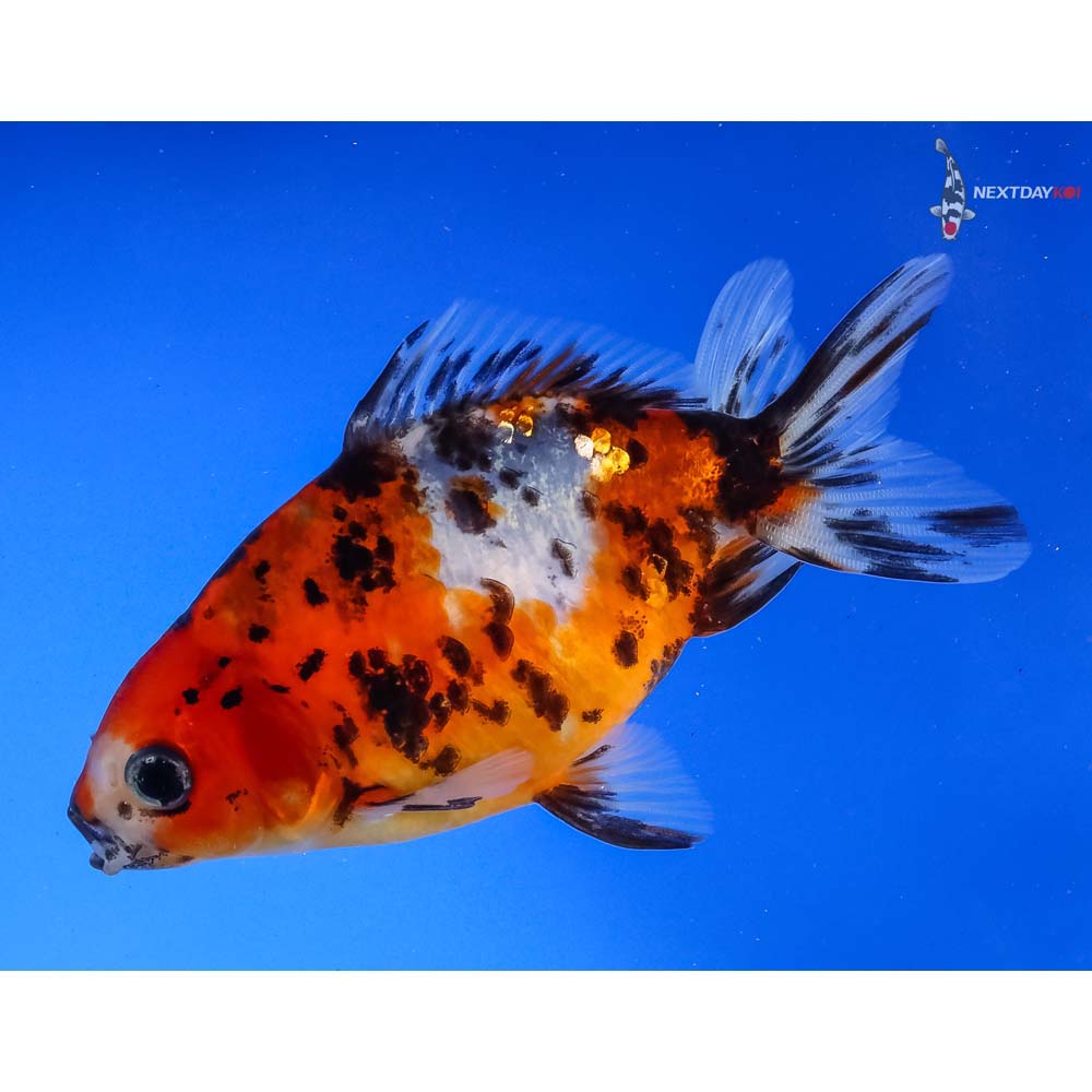 4” Imported Calico Wakin | Koi Fish For Sale