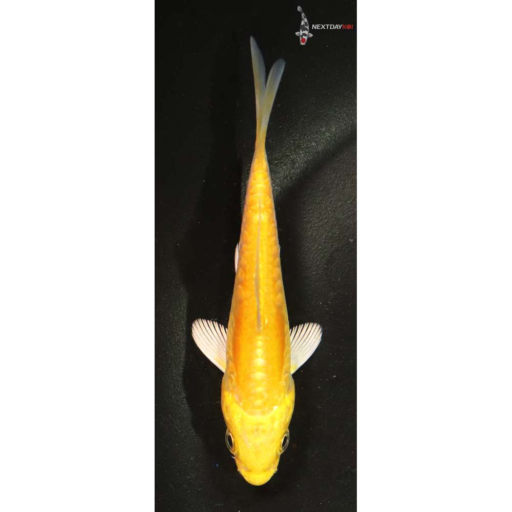 3.5” Imported Doitsu Yamabuki Ogon | Koi Fish For Sale