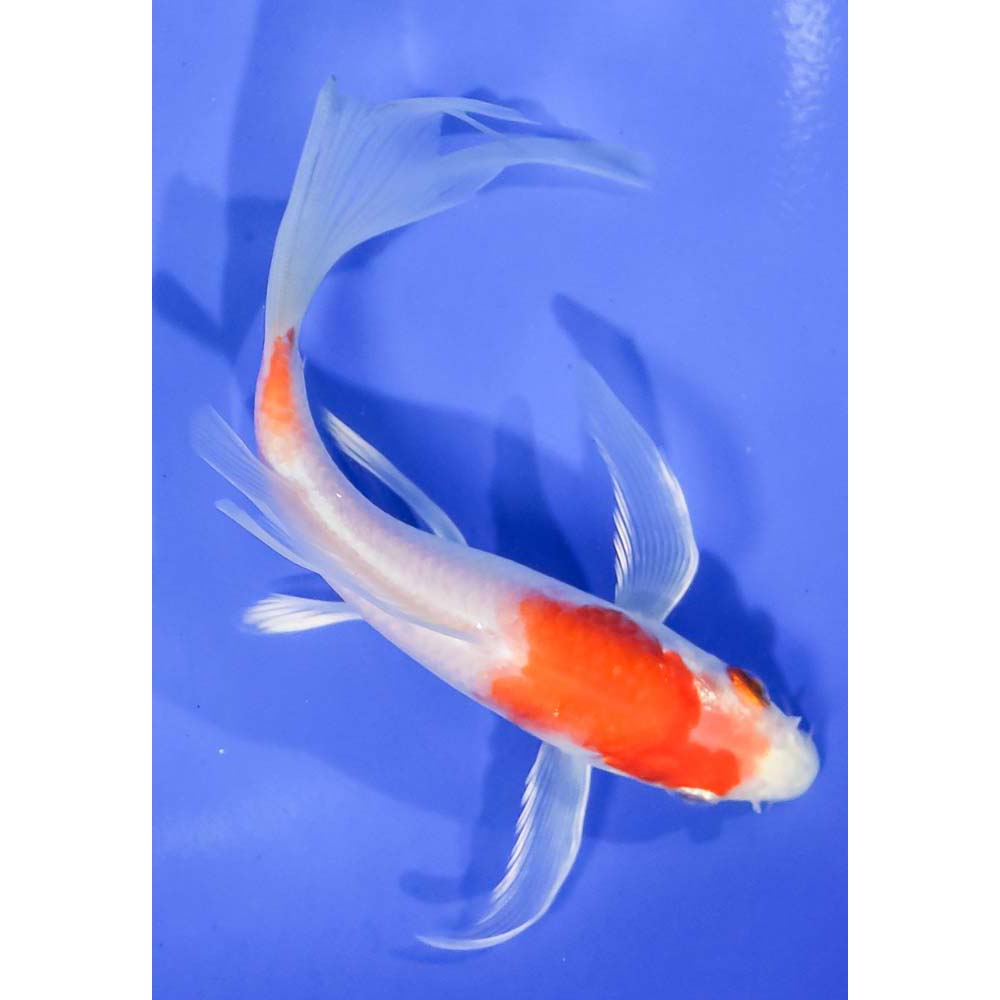 6” Imported Glass Fin Kohaku Butterfly Koi | Koi Fish For Sale