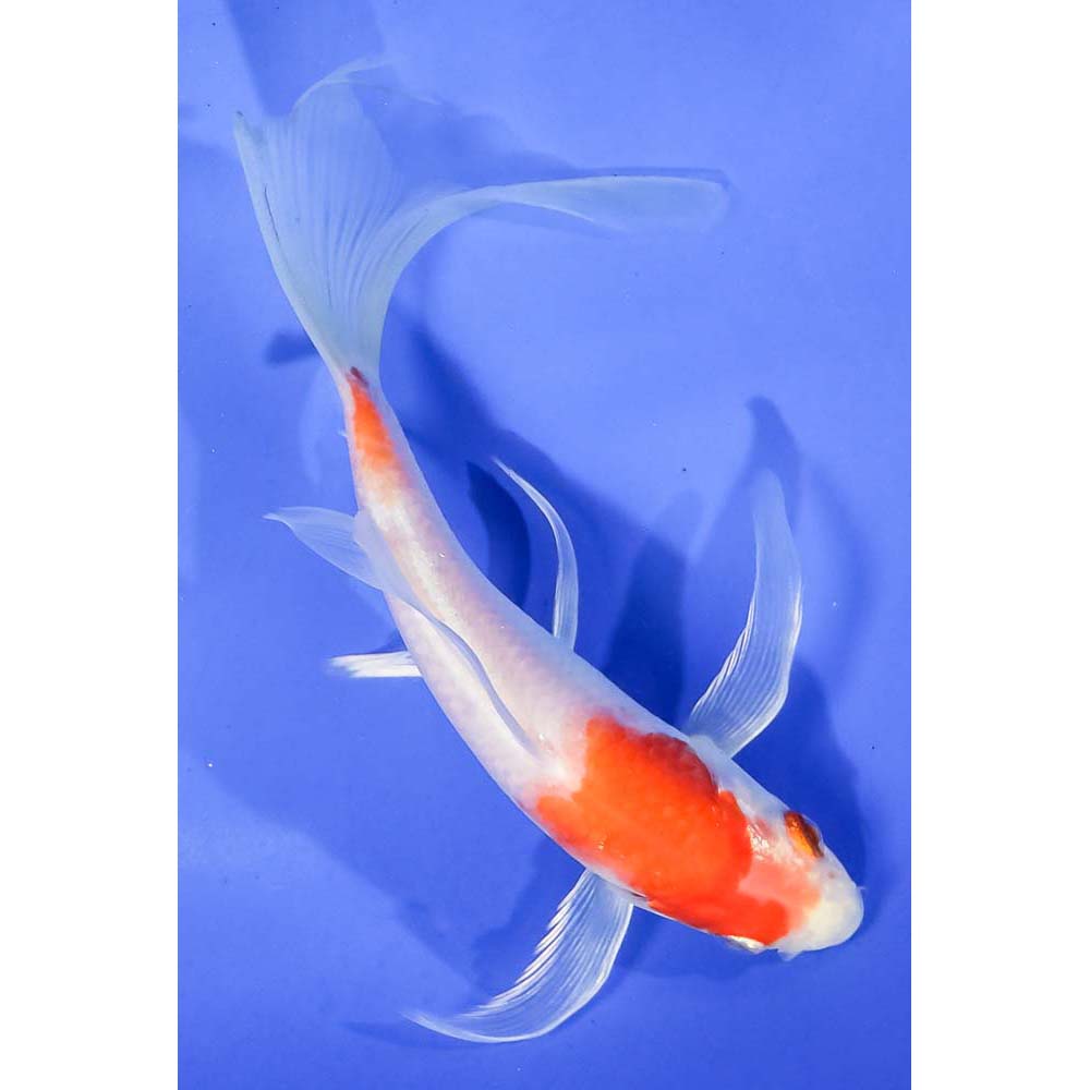 6” Imported Glass Fin Kohaku Butterfly Koi | Koi Fish For Sale