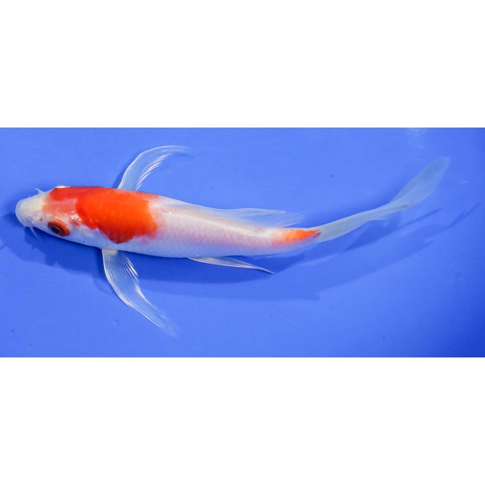 6” Imported Glass Fin Kohaku Butterfly Koi | Koi Fish For Sale