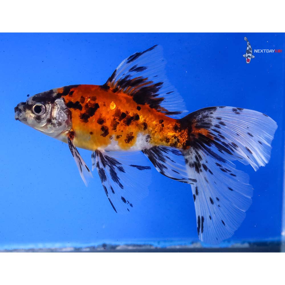 5.5” Imported Bristol Shubunkin | Koi Fish For Sale