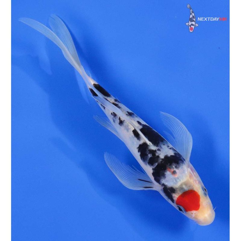 Koi Fish For Sale | Next Day Koi