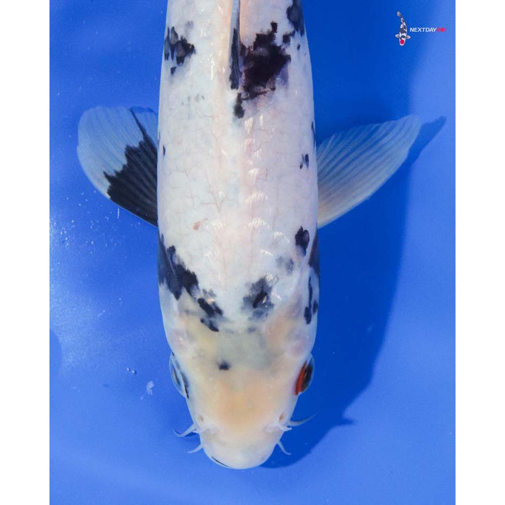 11” Imported Male Showa | Koi Fish For Sale