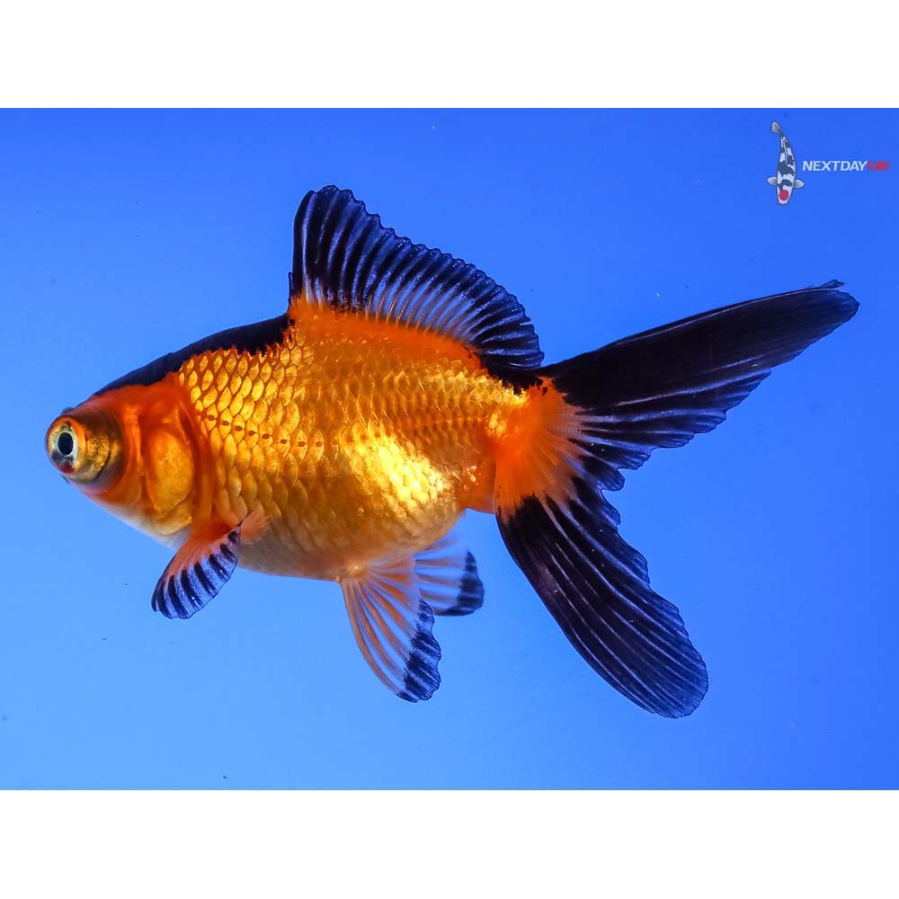 3” Imported Red and Black Telescope Fantail | Koi Fish For Sale