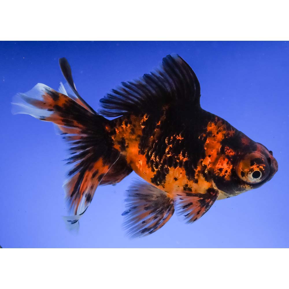 4.5” Imported Male Calico Telescope Fantail | Koi Fish For Sale
