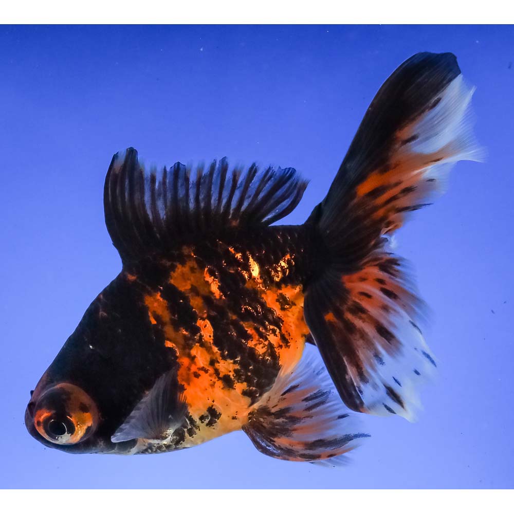 4.5” Imported Male Calico Telescope Fantail | Koi Fish For Sale