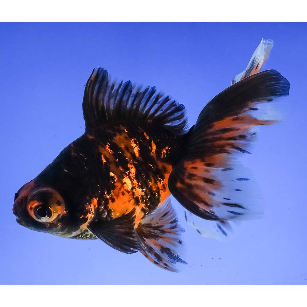 4.5” Imported Male Calico Telescope Fantail | Koi Fish For Sale