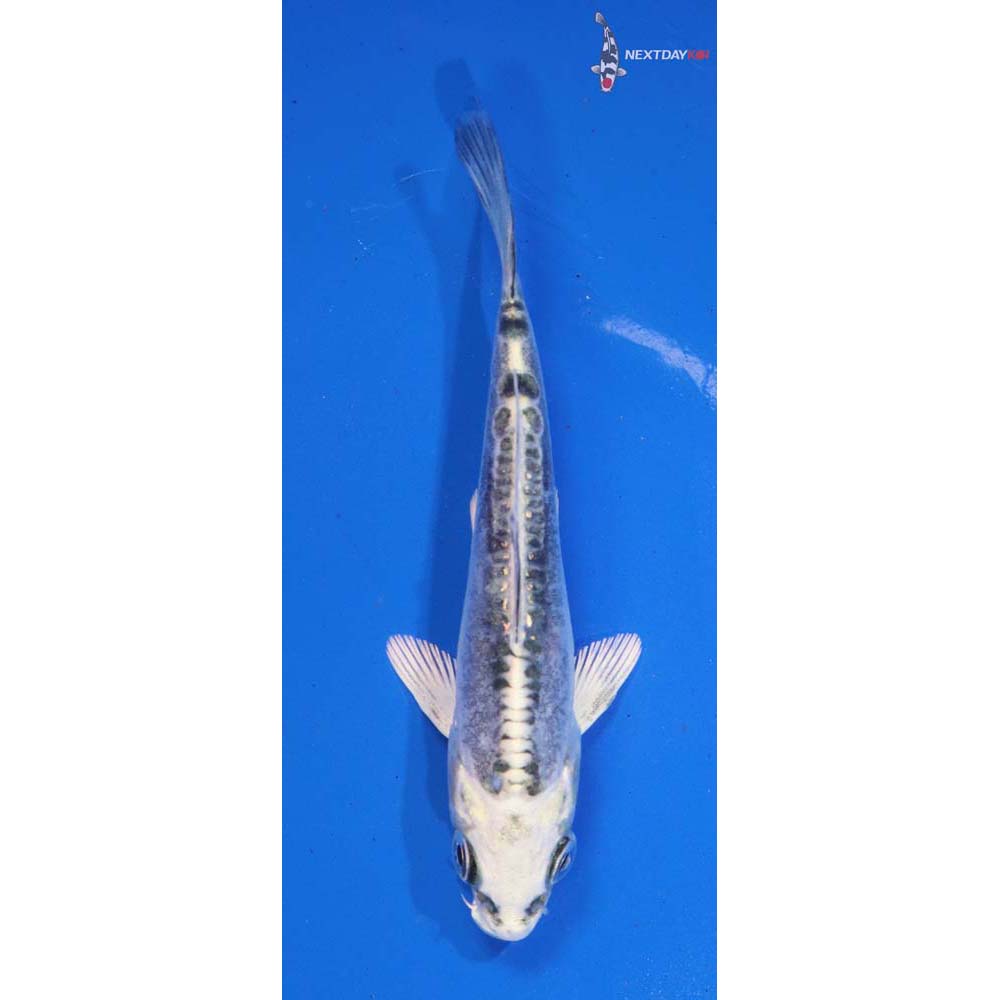 4” Imported Doitsu Gin Matsuba | Koi Fish For Sale