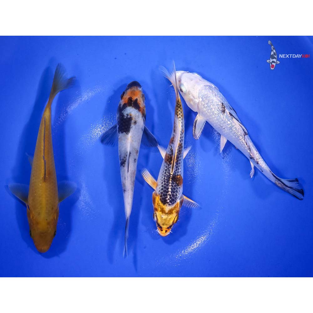 Lot of (4) 4-5” Assorted Koi | Koi Fish For Sale