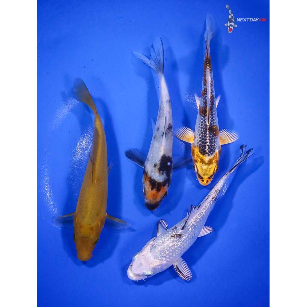 Lot of (4) 4-5” Assorted Koi | Koi Fish For Sale