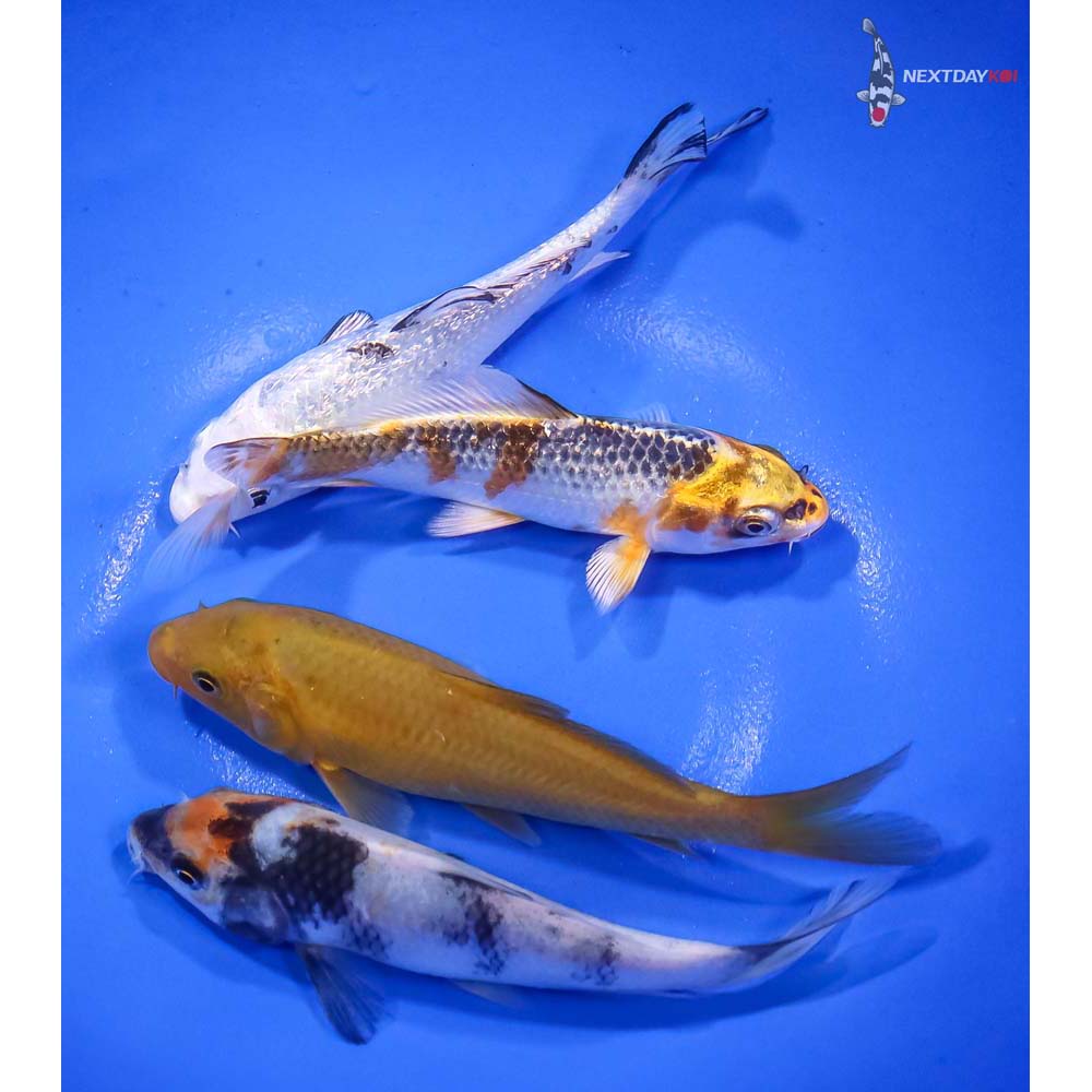 Lot of (4) 4-5” Assorted Koi | Koi Fish For Sale