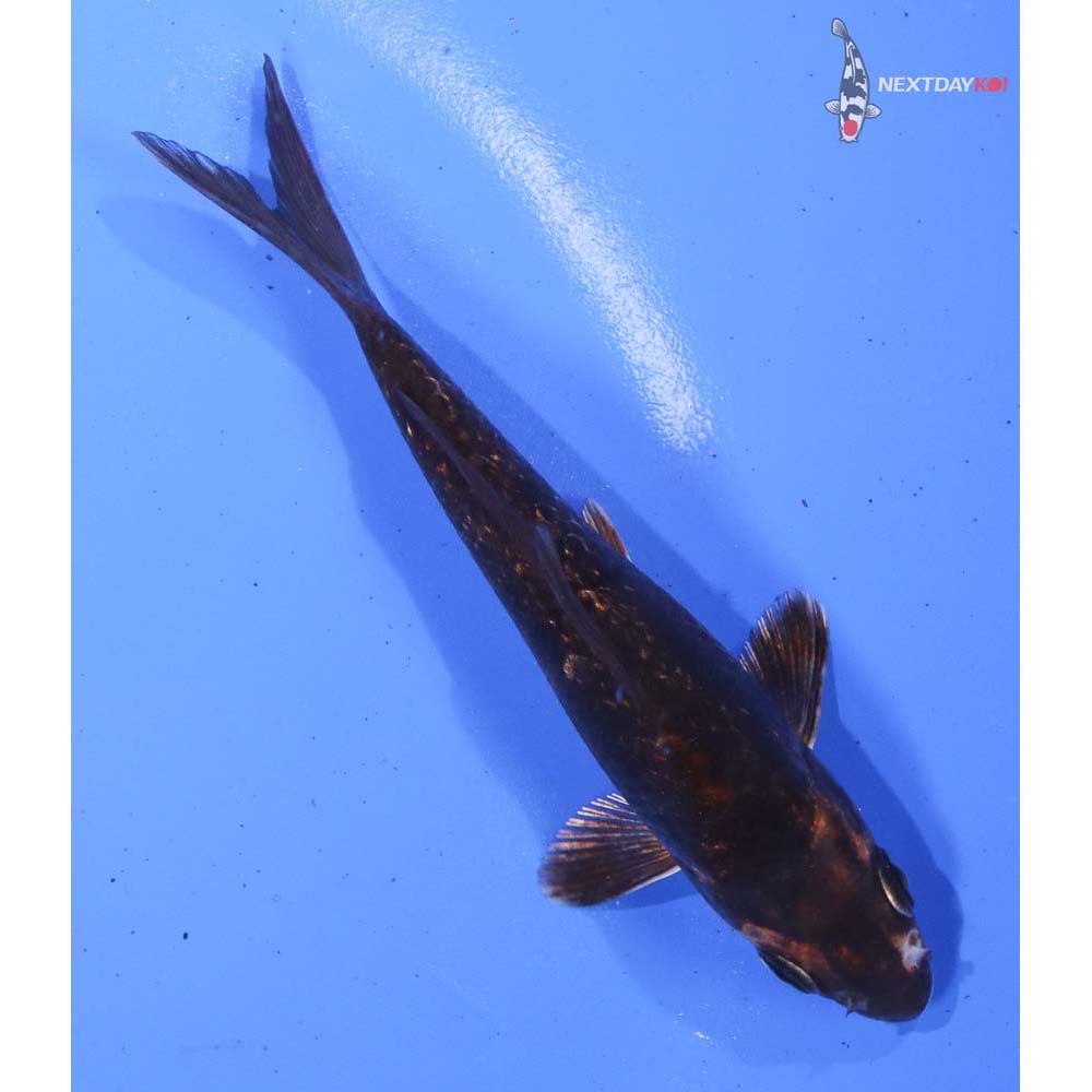 4” Imported Chagoi | Koi Fish For Sale
