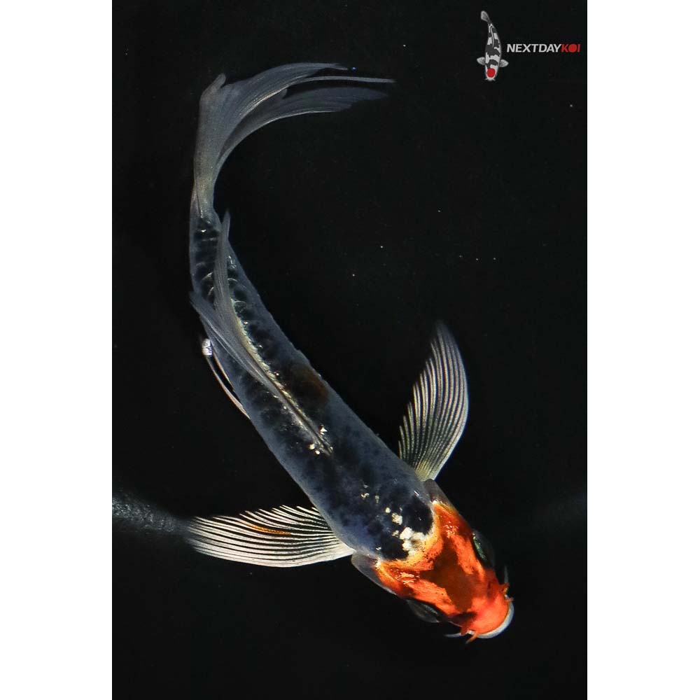 4” Imported Doitsu Blue Kujaku Butterfly Koi | Koi Fish For Sale