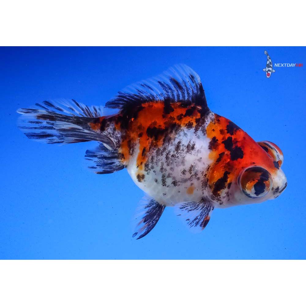 4” Imported Calico Butterfly Tail | Koi Fish For Sale