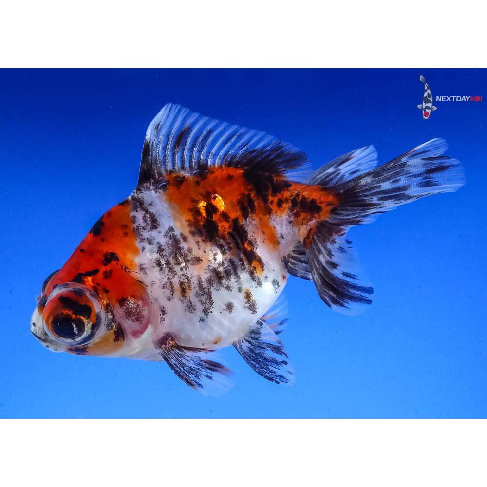 4” Imported Calico Butterfly Tail | Koi Fish For Sale