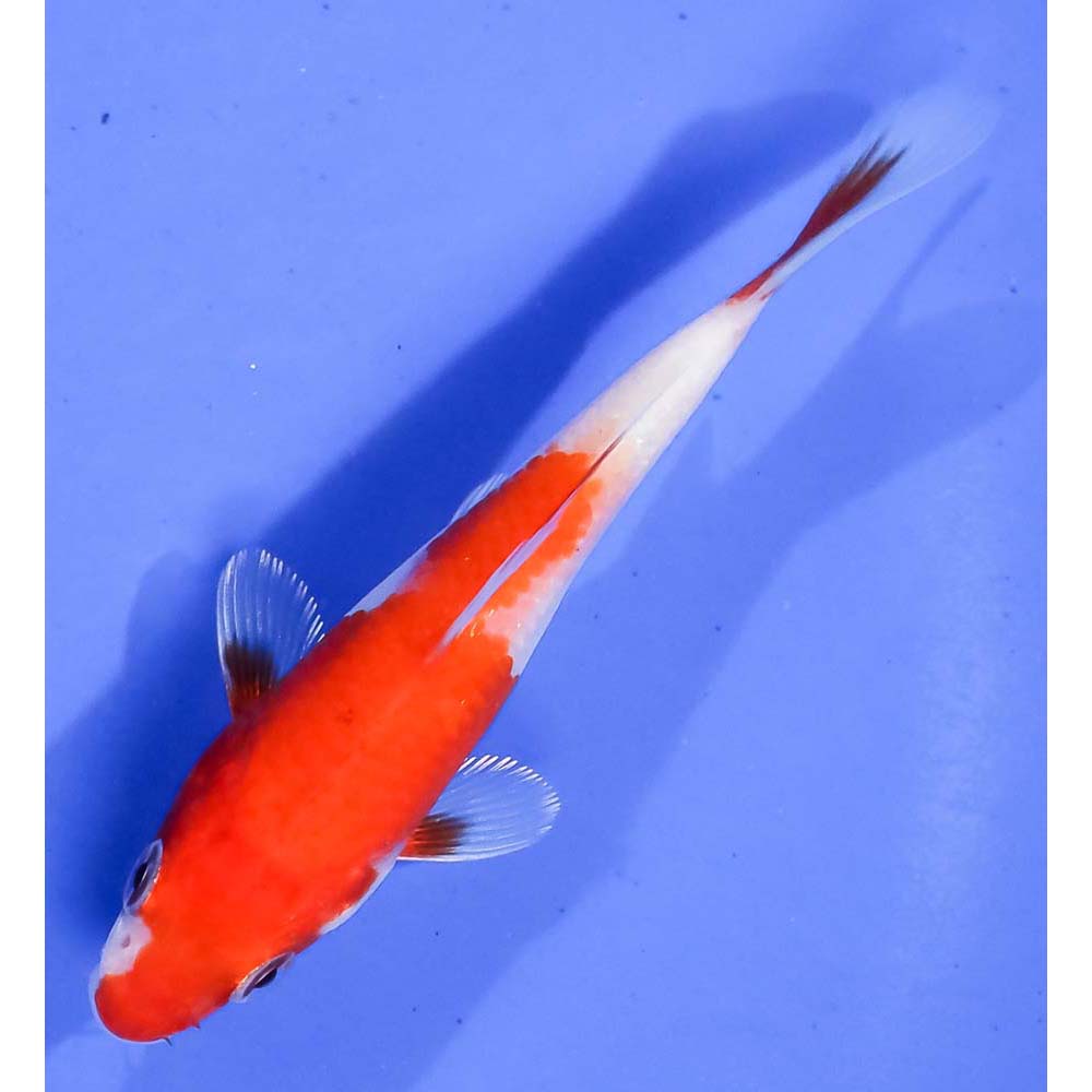 3.5” Imported Glass Fin Kohaku | Koi Fish For Sale