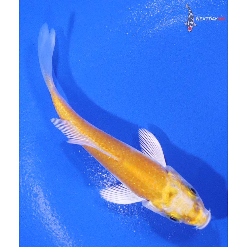 3” Imported Lemon Hariwake Koi | Koi Fish For Sale