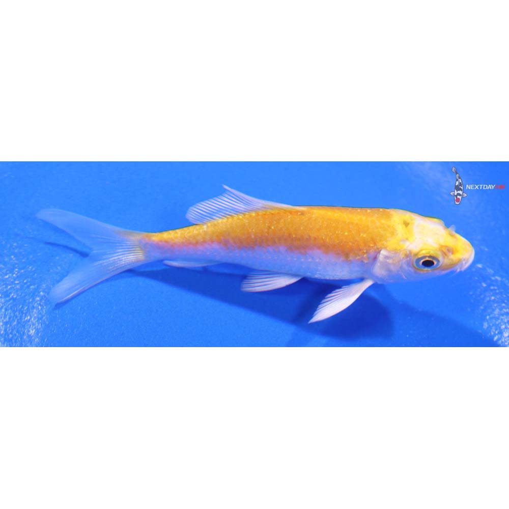 3” Imported Lemon Hariwake Koi | Koi Fish For Sale