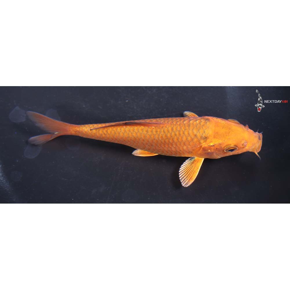 4.5” Imported Chagoi | Koi Fish For Sale