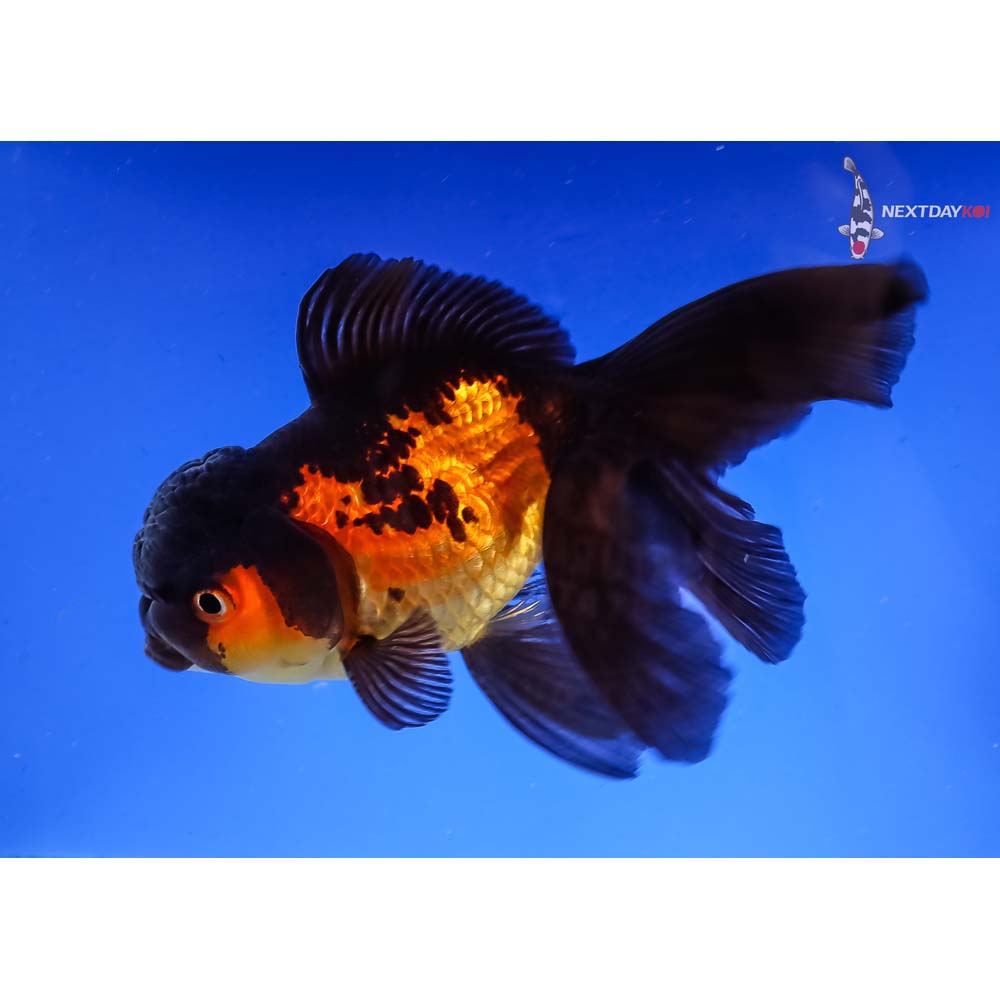 5” Imported Male Red and Black Thai Oranda | Koi Fish For Sale