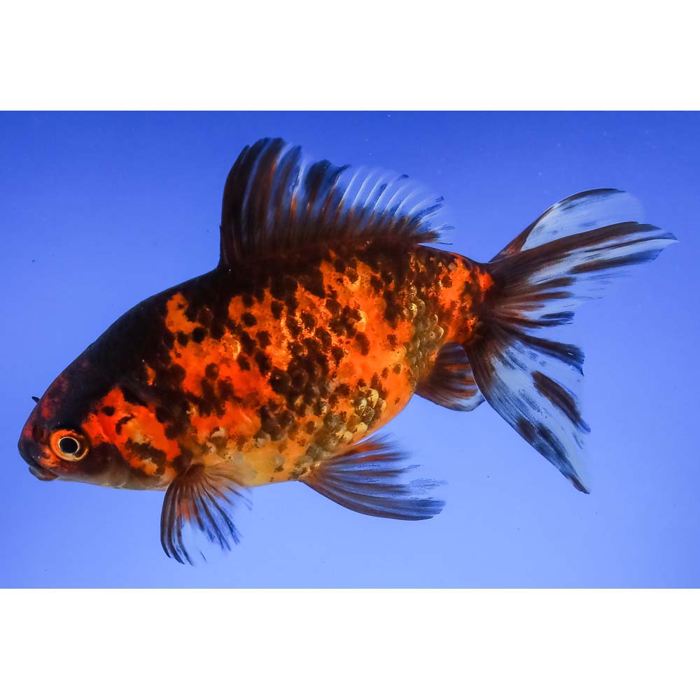 5” Imported Calico Wakin | Koi Fish For Sale