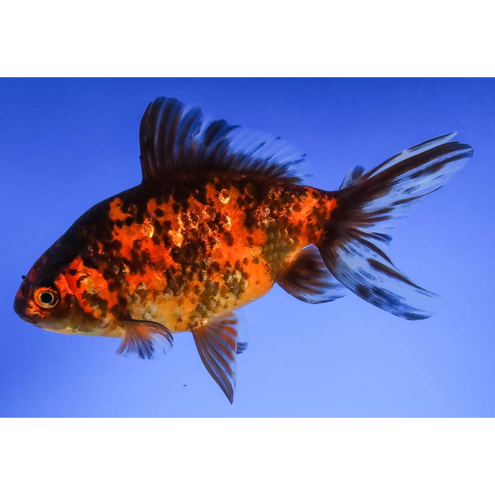 5” Imported Calico Wakin | Koi Fish For Sale