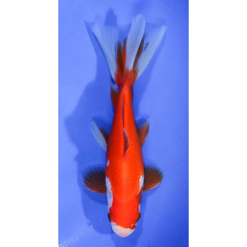 Wakin | Koi Fish For Sale | Next Day Koi